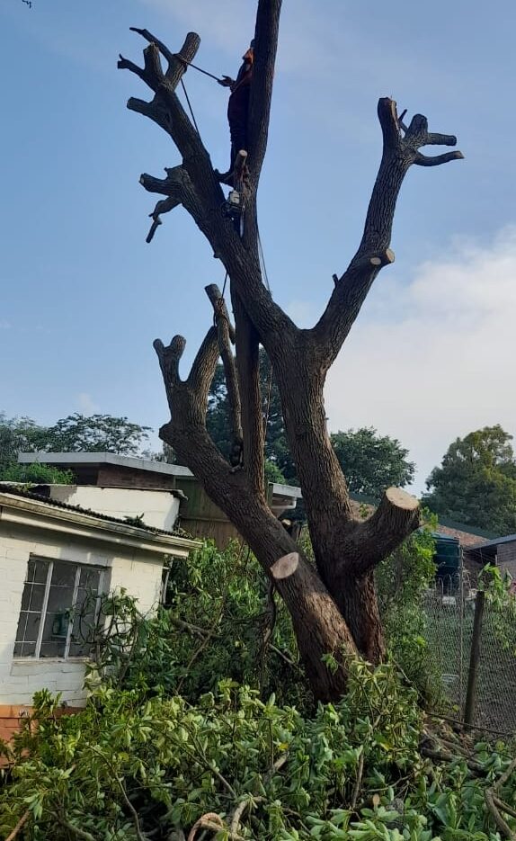 Tree Felling Edenvale Experts | Boomsloping Edenvale